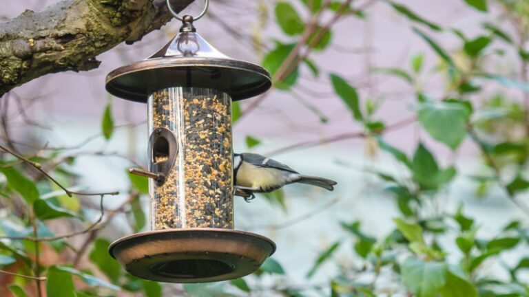 How to Get Rid of Blackbirds From Bird Feeder? | 8 Effective Ways to ...