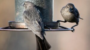 How to Get Rid of Cowbirds | An Effective Guide - Pest Samurai