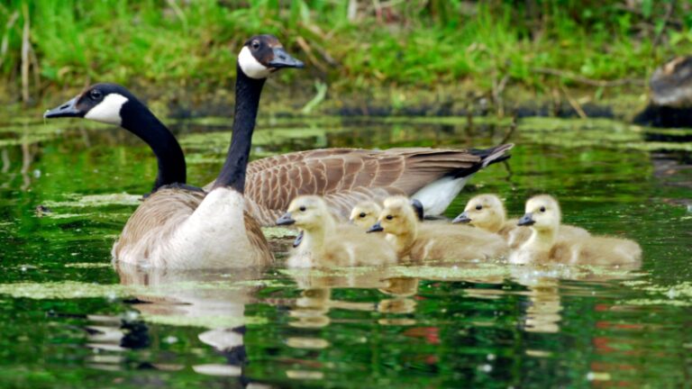 How to Get Rid of Canada Geese in Your Yard | 14 Affordable Solutions ...
