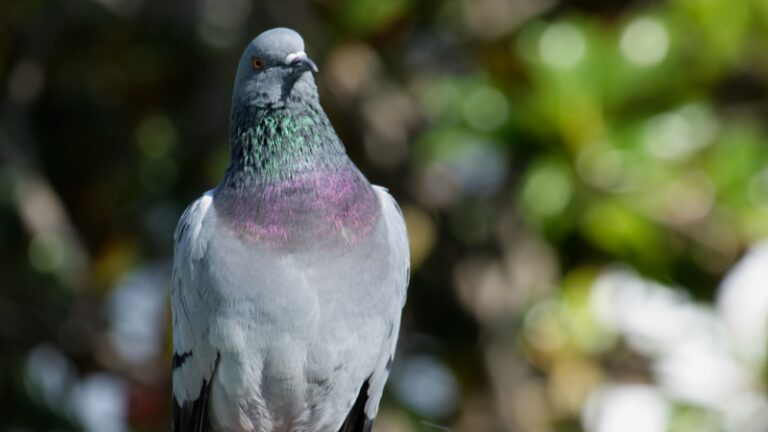 How to Get Rid of Doves? | Effective Techniques for Bird Control - Pest ...
