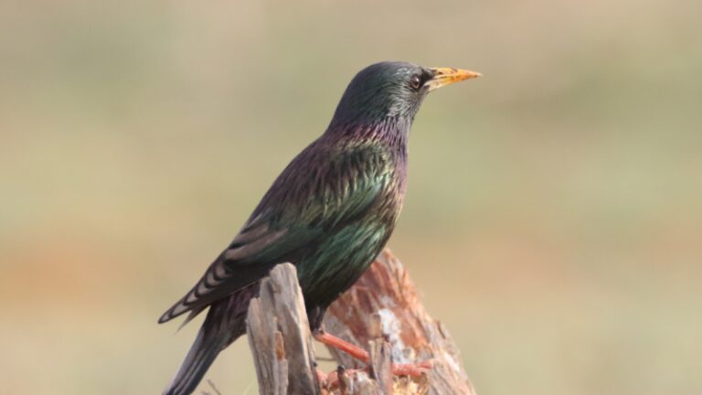 How to Get Rid of Starlings | Effective Techniques for Pest Control ...