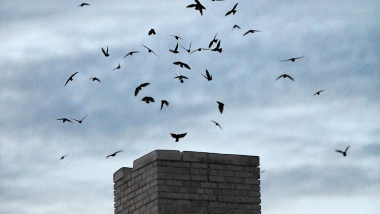 How to Get Rid of Chimney Swifts? | Proven Strategies and Solutions ...