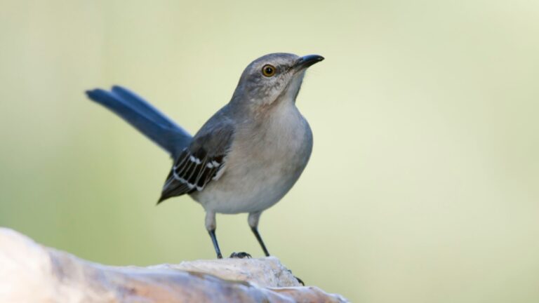 How to Get Rid of Northern Mockingbird? | 7 Simple Ways - Pest Samurai