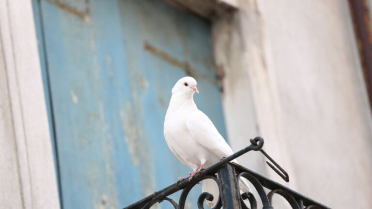 How to Get Rid of Doves? | Effective Techniques for Bird Control - Pest ...