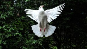 How to Get Rid of Doves? | Effective Techniques for Bird Control - Pest ...