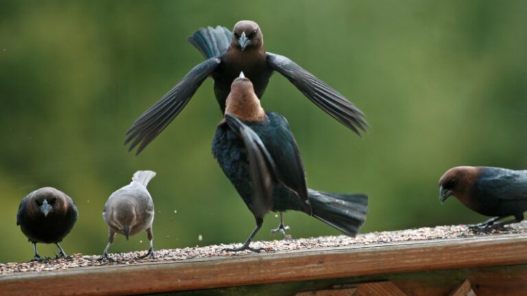 How to Get Rid of Cowbirds | An Effective Guide - Pest Samurai