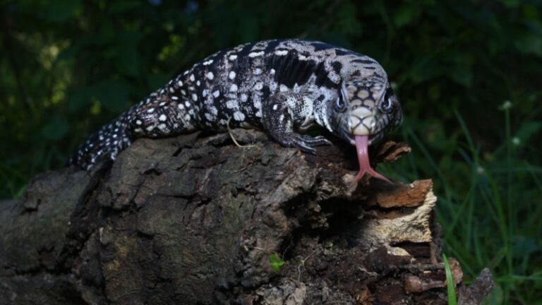 How to Get Rid of Argentine Black and White Tegus | Humane and ...