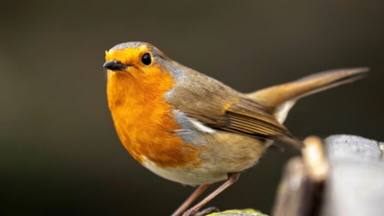 How to Get Rid of Robins? | 8 Effective, Natural, and Humane Solutions ...