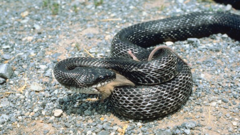 Get Rid Of Black Snakes