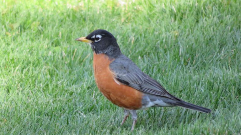 How to Get Rid of Robins? | 8 Effective, Natural, and Humane Solutions ...