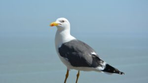 How to Get Rid of Seagulls | Effective Strategies and Prevention - Pest ...