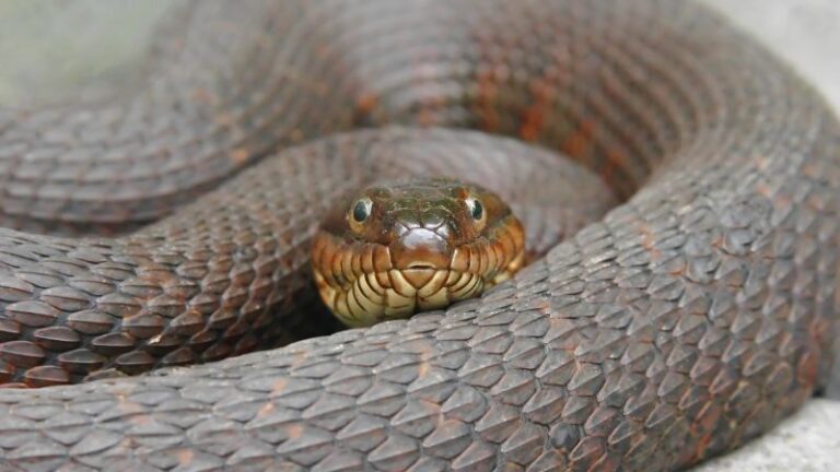 How to Get Rid of Northern Water Snakes | Best Solutions and ...